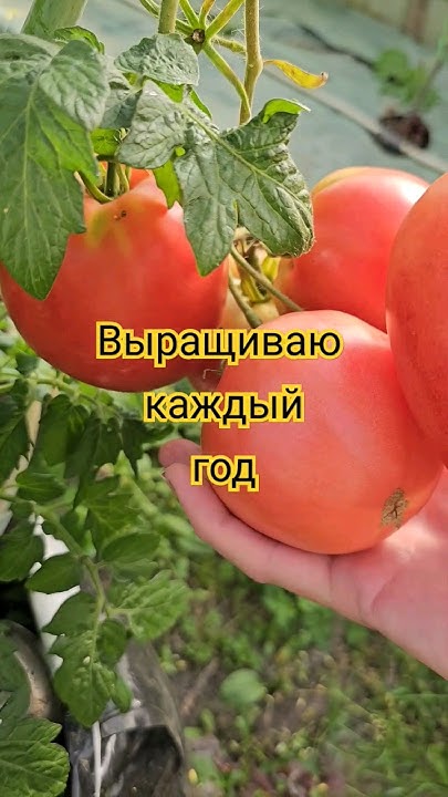 Сорт как раньше - кубанский коловый 😺 #огород #томаты #обзор - YouTube