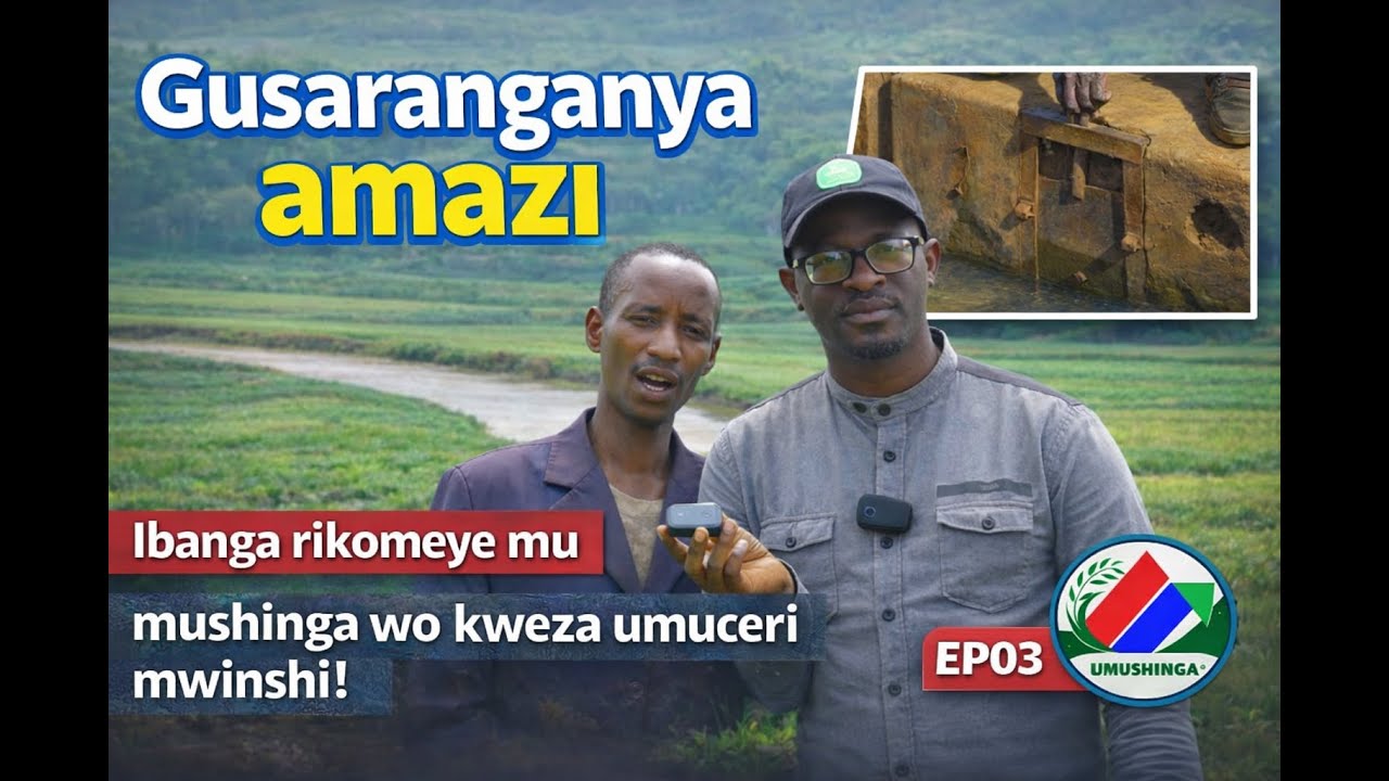Gusaranganya Amazi: Ibanga mu kweza umuceri mwinshi! EP03 - YouTube
