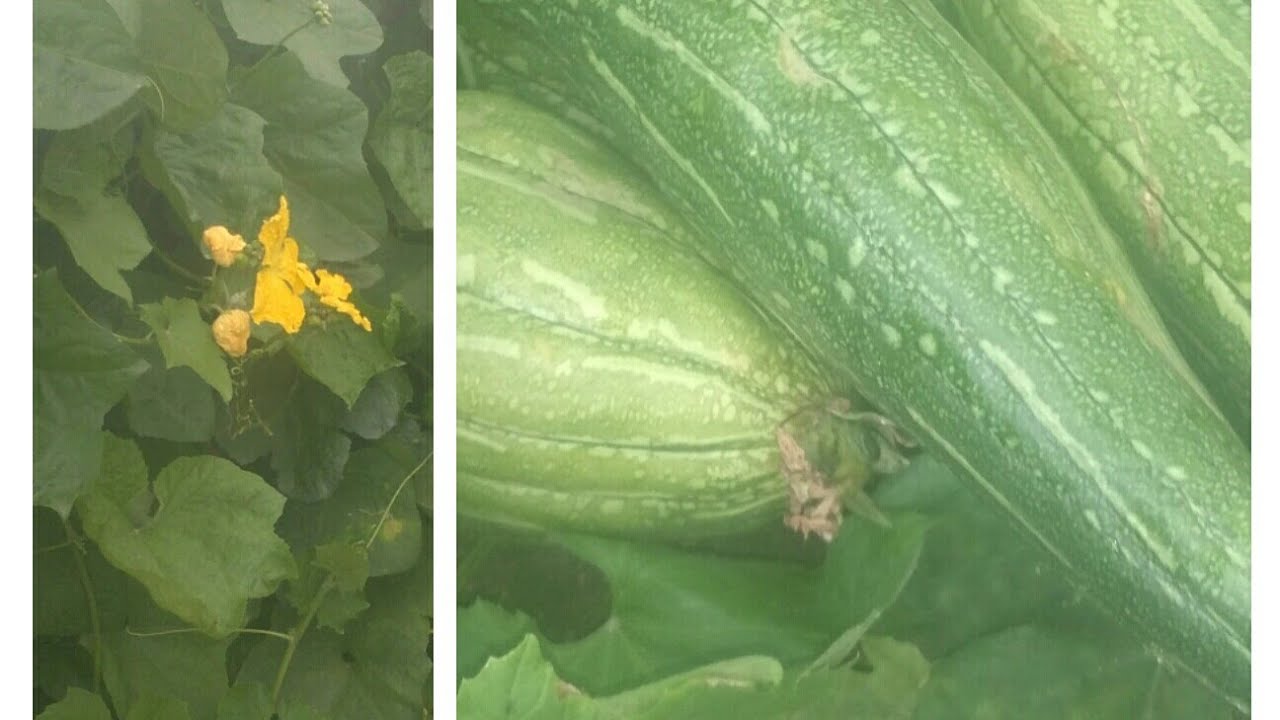 Loss My Full Of Nutrition Ridge Guard - YouTube