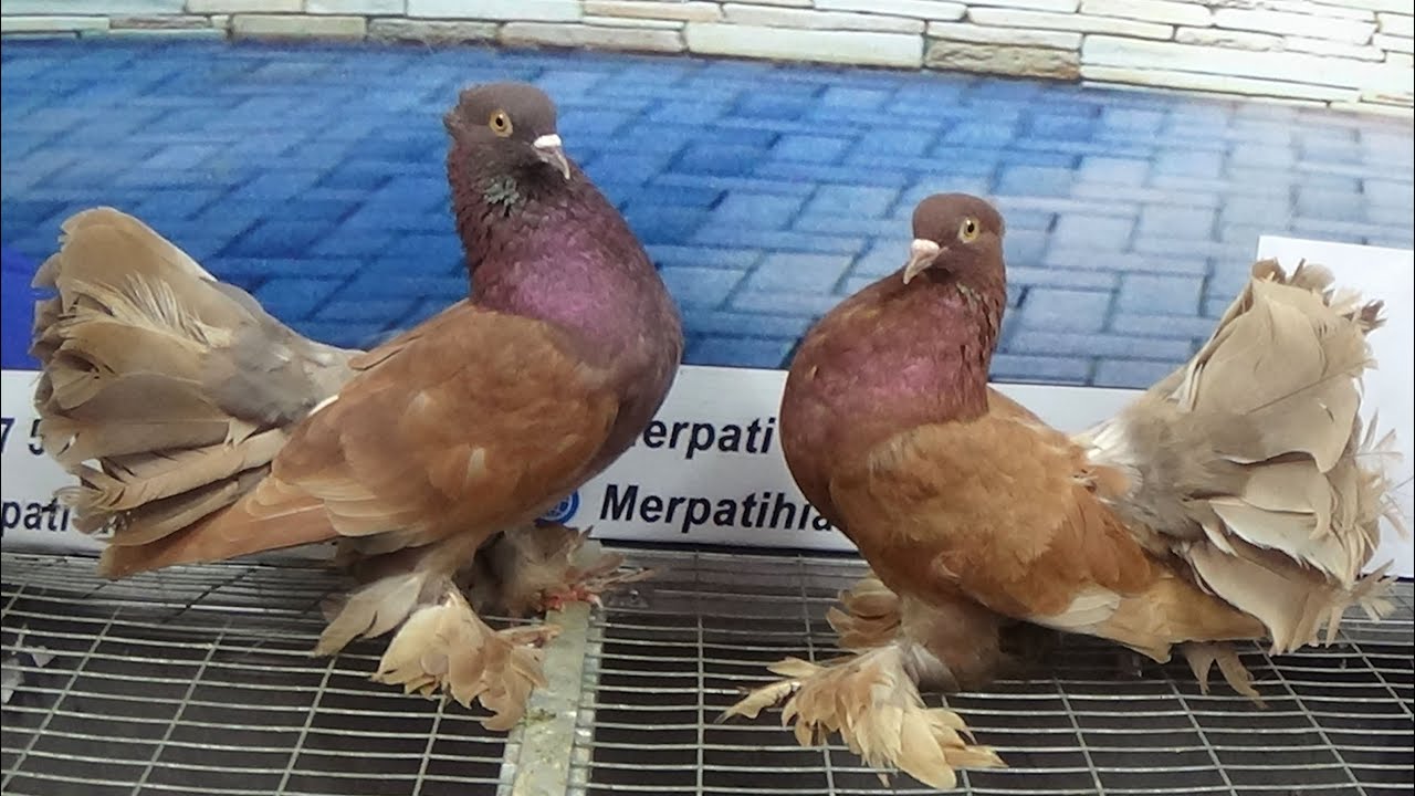 MERPATI KIPAS 07032021 - YouTube