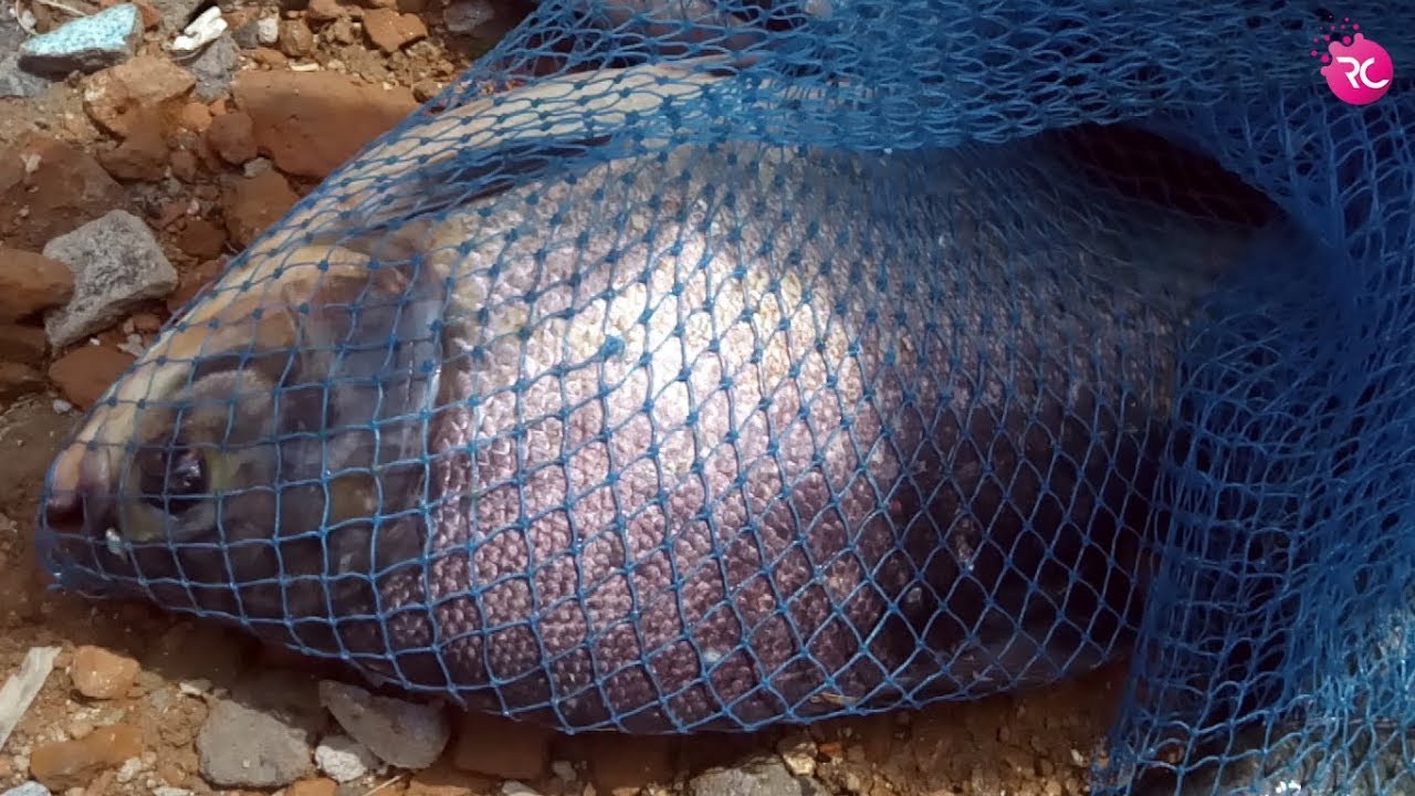 Best Catla Fishing Catla at Bunokali Tala, Chinsurah | Rozina’s Clubs ...