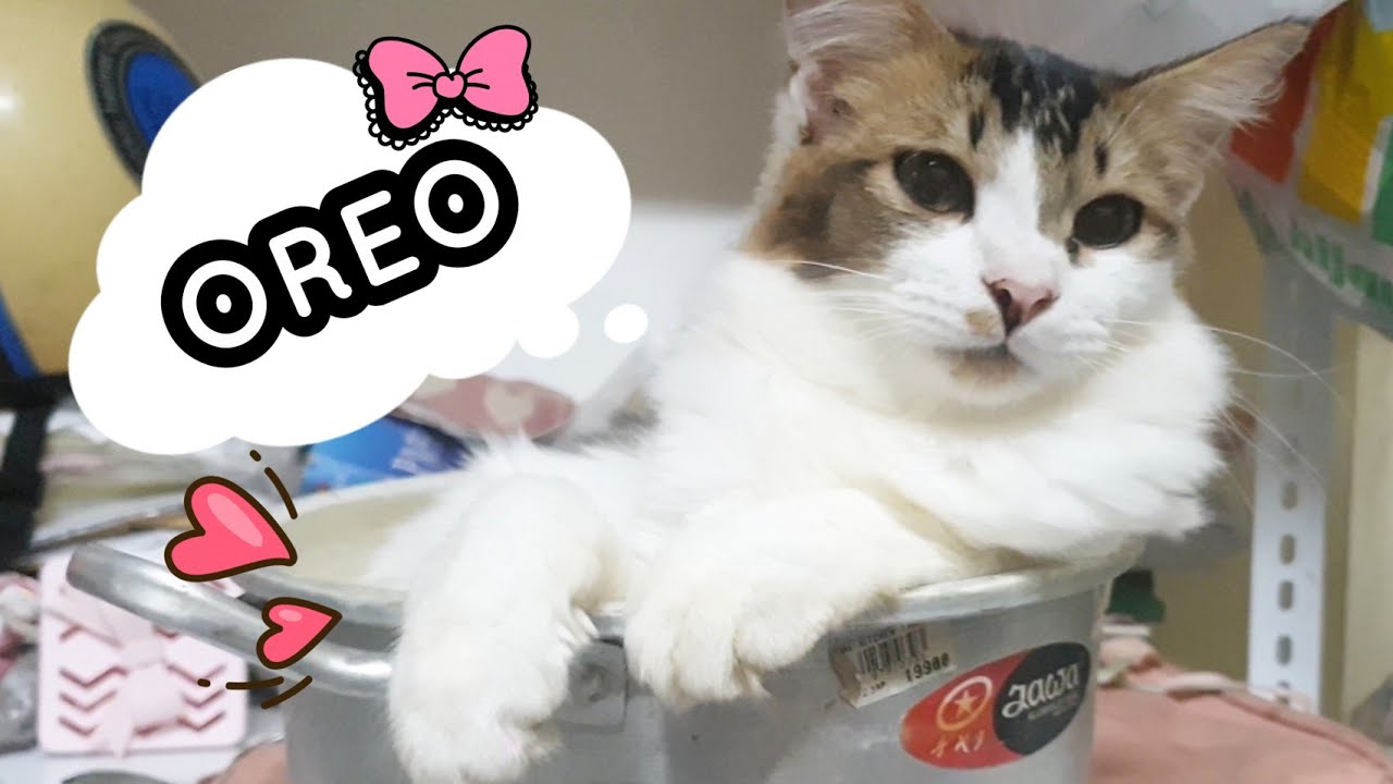 KELAKUAN AJAIB SI OREO! KUCING YANG DOYAN MAKAN KERUPUK & TIDUR DI ...