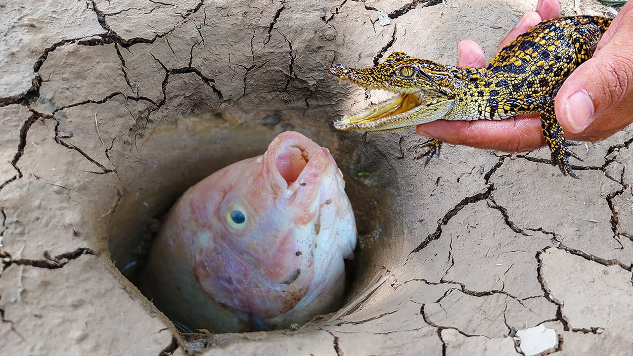 Experiment: Use Crocodile To Catch Fish From Underground Hole - How To ...