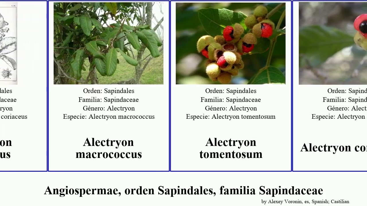 Angiospermae, orden Sapindales, familia Sapindaceae acer alectryon ...
