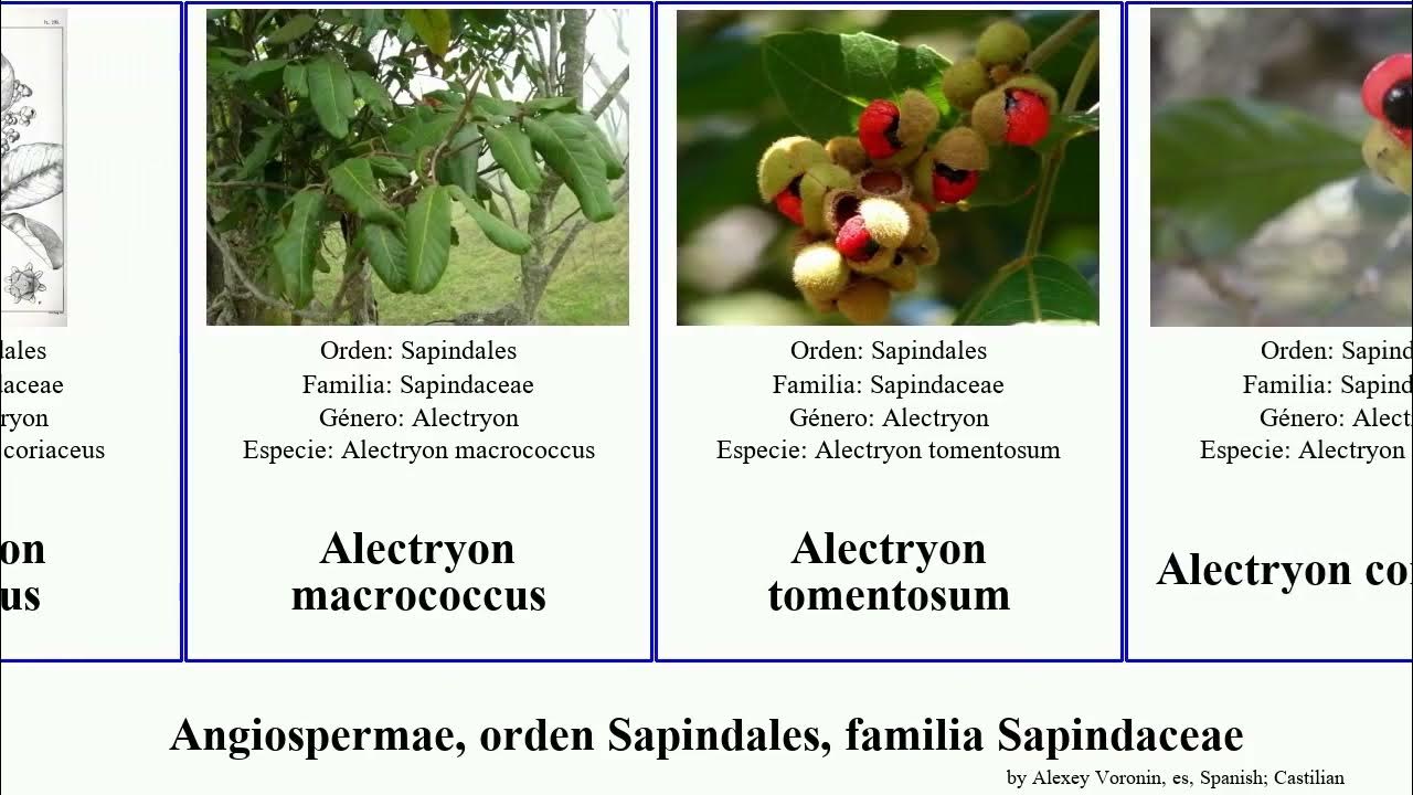 Angiospermae, orden Sapindales, familia Sapindaceae acer alectryon dodonaea sect blanco subsp ...