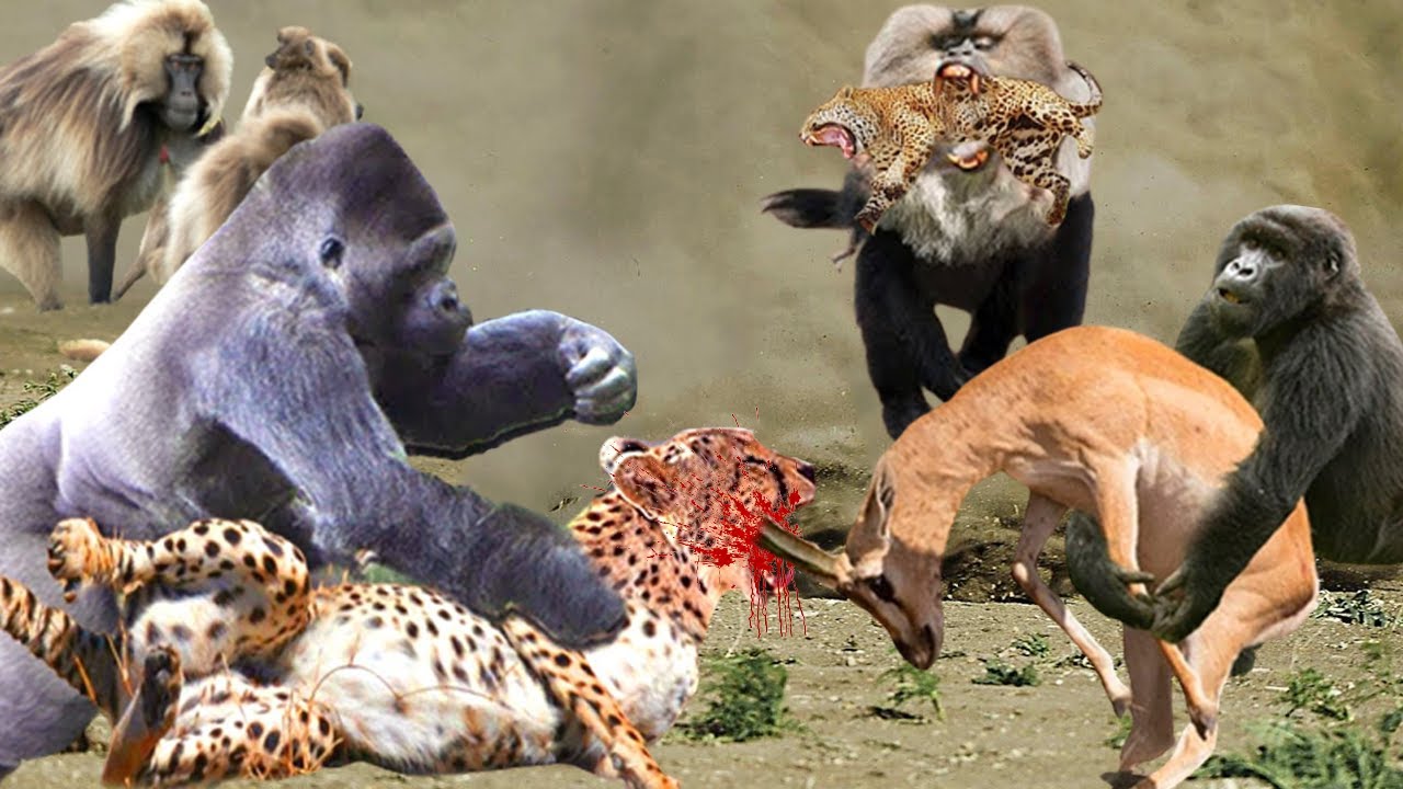 Hero Baboon risked his life to rescue Impala from the mad Leopard ...