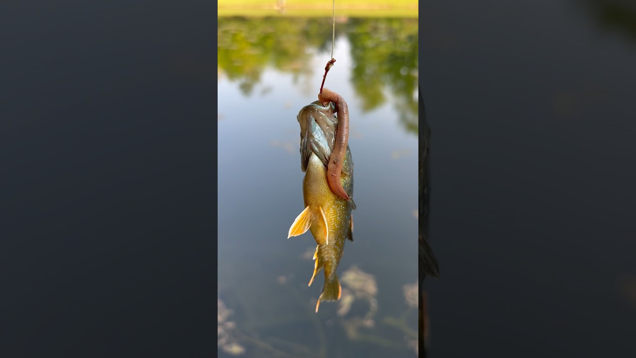 GO RED OR GO HOME! #shorts #fishing #fish #fishingvideo - Fishing