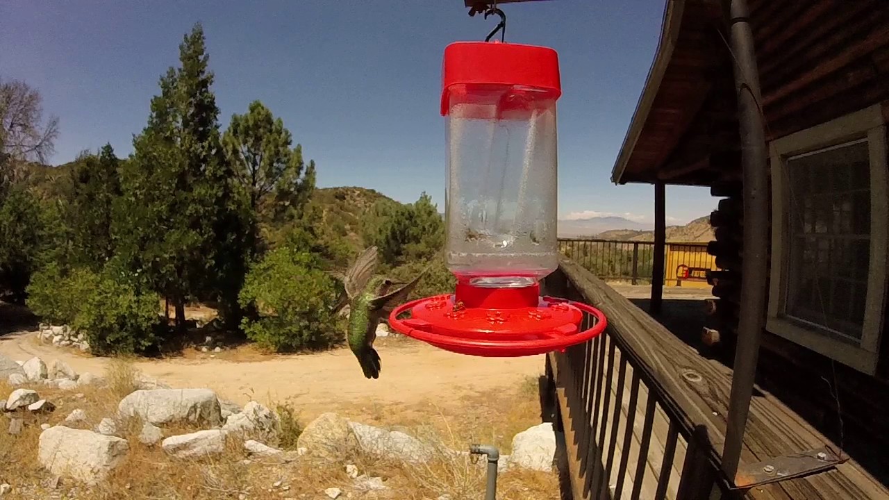 Hummingbirds in Three Points California - YouTube