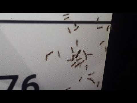 Ants migrating into my screen - YouTube