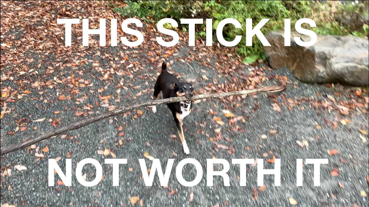 Episode 145 | A Tiny Dog with a Very Long Stick | Funny Dog Video - YouTube