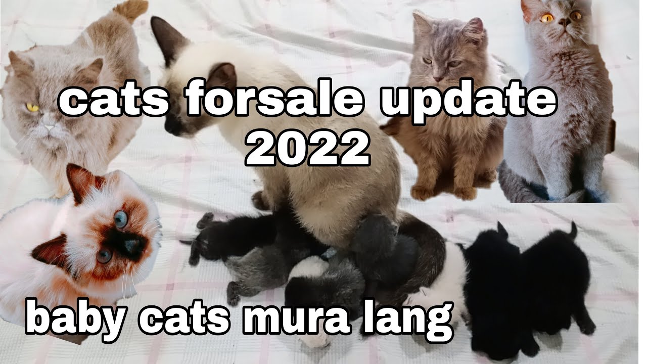 CATS UPDATE FORSALE CARTIMAR BREED MANILA PHILIPPINES 2022 - YouTube