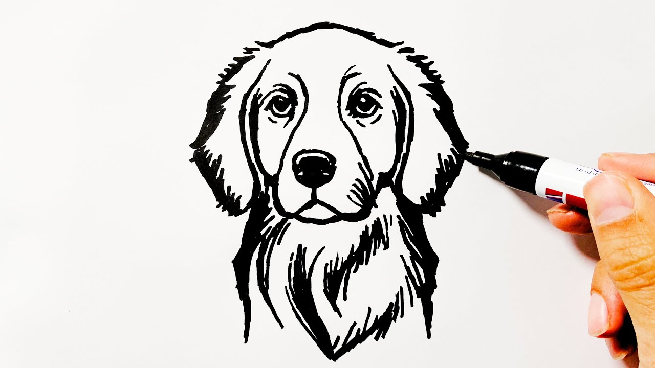 How to Draw a Brittany Dog - YouTube