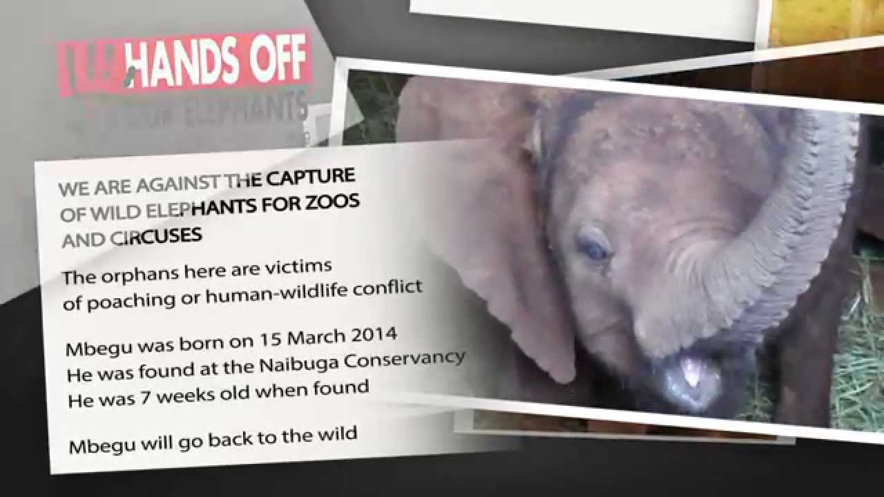 ELEPHANTS BELONG IN THE WILD - MBEGU - YouTube