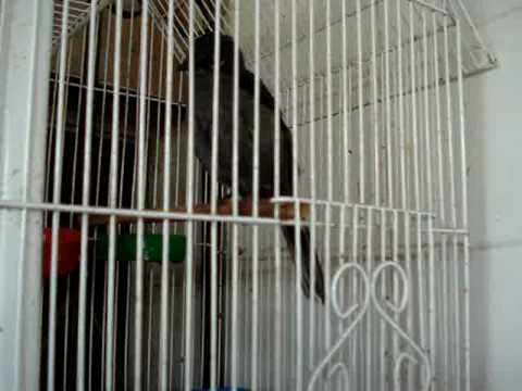 Canto del pájaro Clarín - YouTube