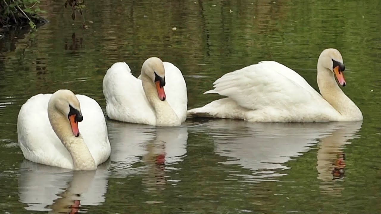 Amazing Mute Swans Rotation Mating Display - Fast Motion - YouTube