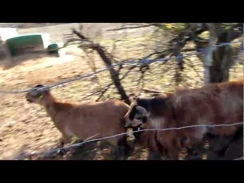 Dora and Dini re-united - not sure how happily!