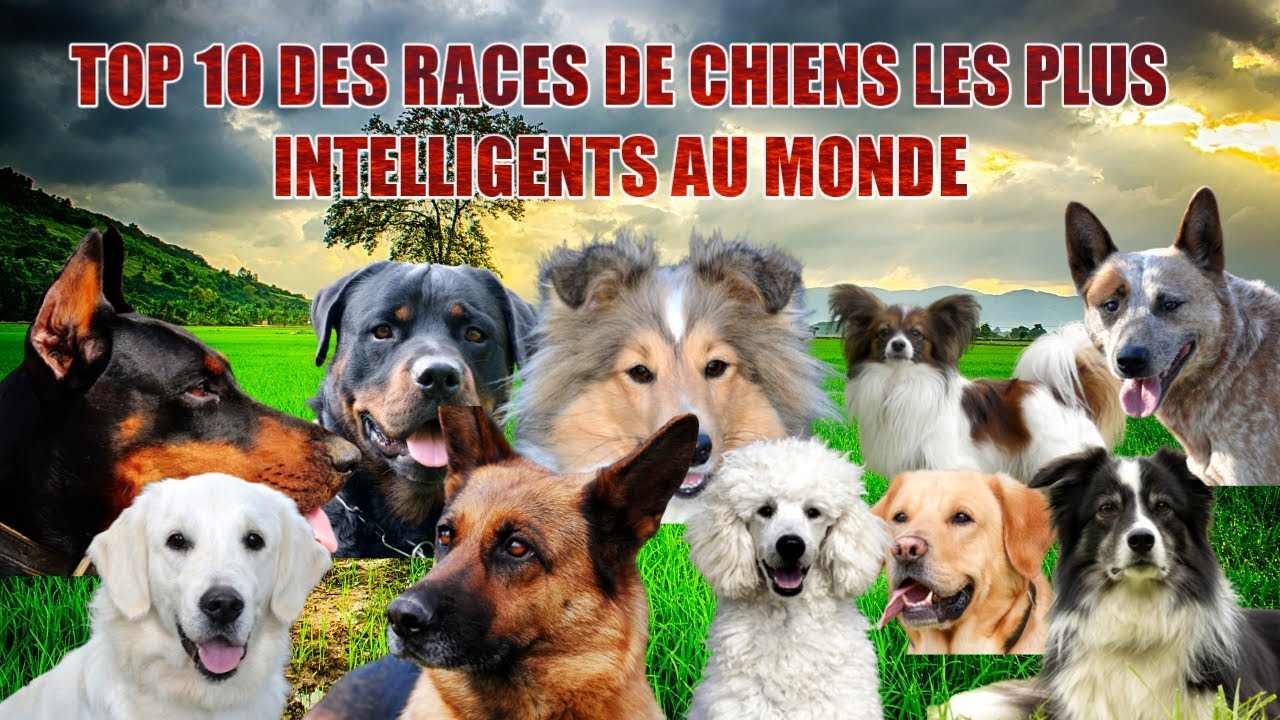 Top 10 Races De Chiens Les Plus Intelligents Au Monde Races De Hot