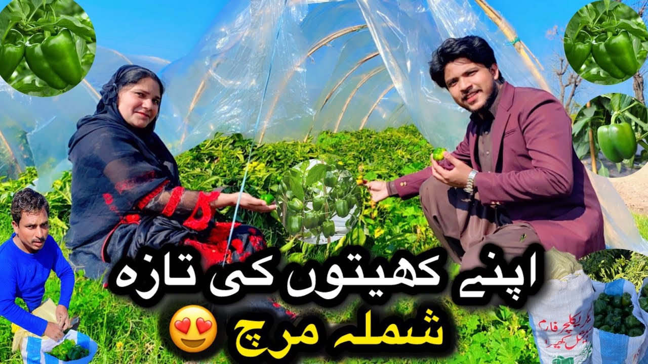 Apny goa ki taza shimla murch winter special 😍/fresh Dania dekha 😍 ...