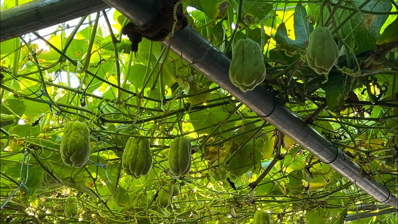 Paglilinis ng balag para makita mga bunga ng Sayote - YouTube