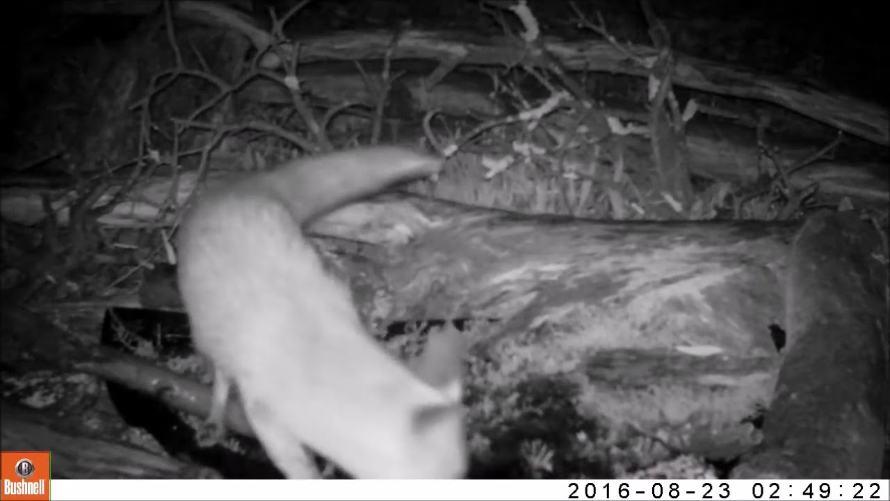 hunting | Determined Fox Kills Rabbits | hunting - YouTube