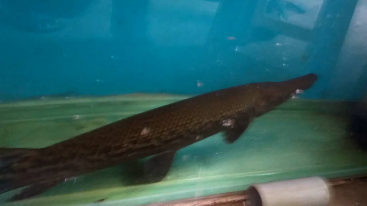 Gaint Alligator gar fish in Kolathur |india - YouTube