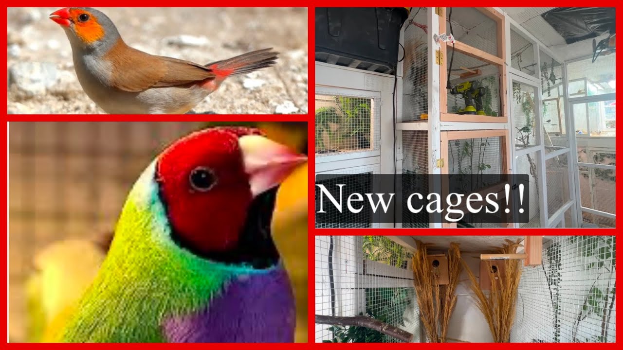 How to build Small Breeding Cages Phase 1 - YouTube