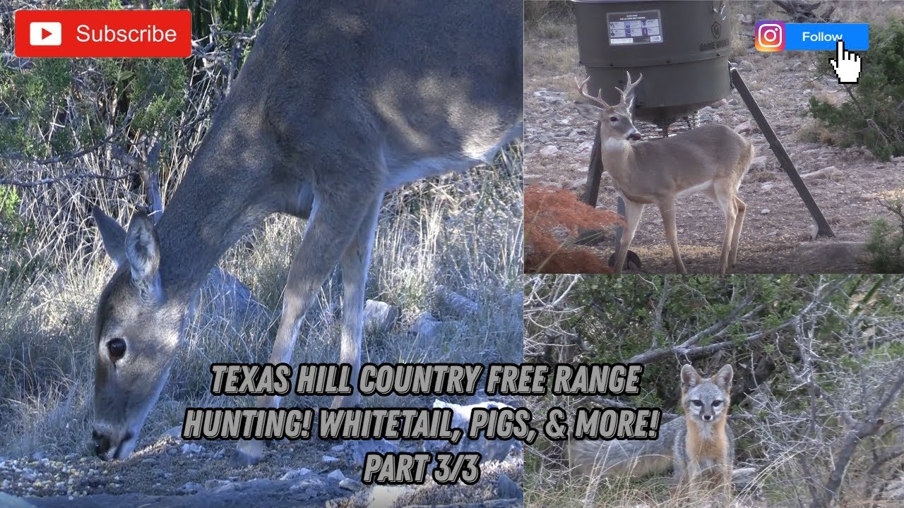 Regular Season Texas Hill Country Free Range Hunting! Whitetail, Pigs ...