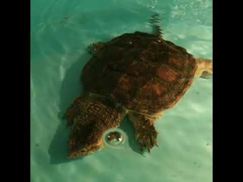 Common snapping turtle chilling - YouTube