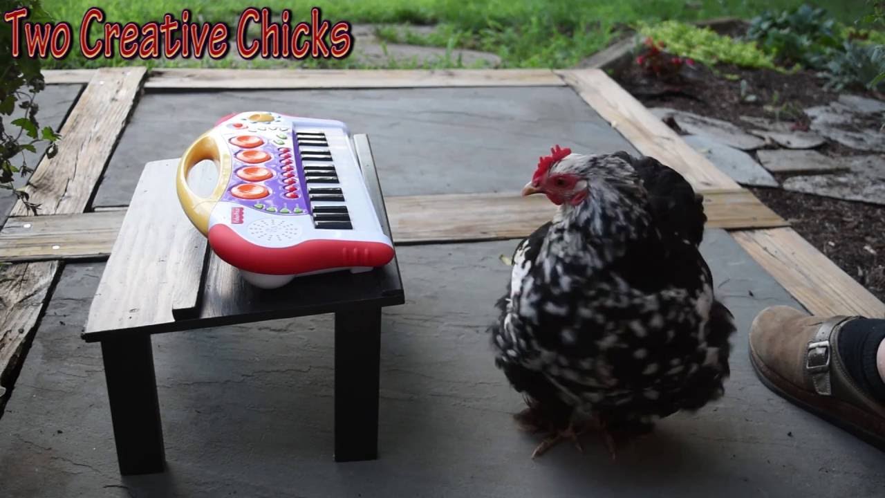 Chicken Playing Piano Keyboard - YouTube