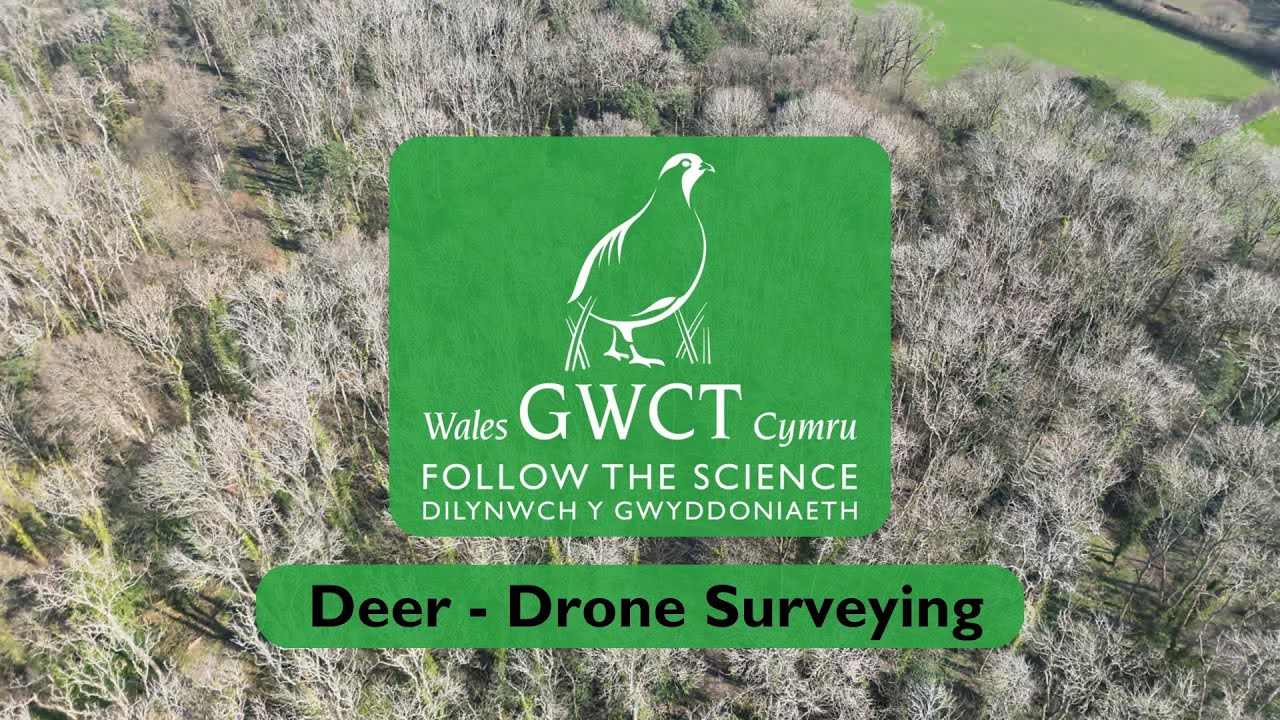 Counting Deer in the Welsh Countryside: Surveying Populations Across ...