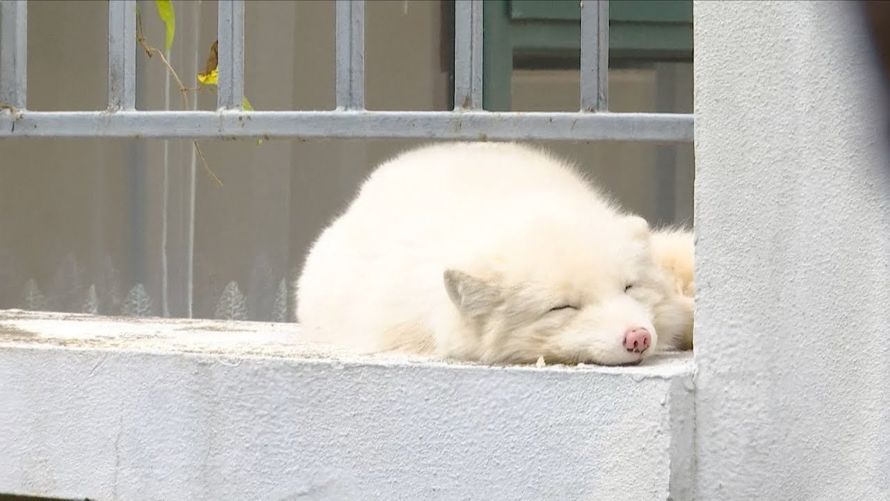 Wild white fox found in residential area in southwest China - YouTube