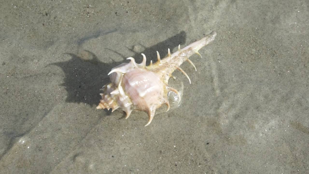 Sasaran shoal - Spiny Murex sea shell - YouTube
