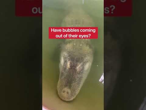 Why Do Alligators Have Bubbles Coming Out Of Their Eyes? 👀🐊 #shorts # ...