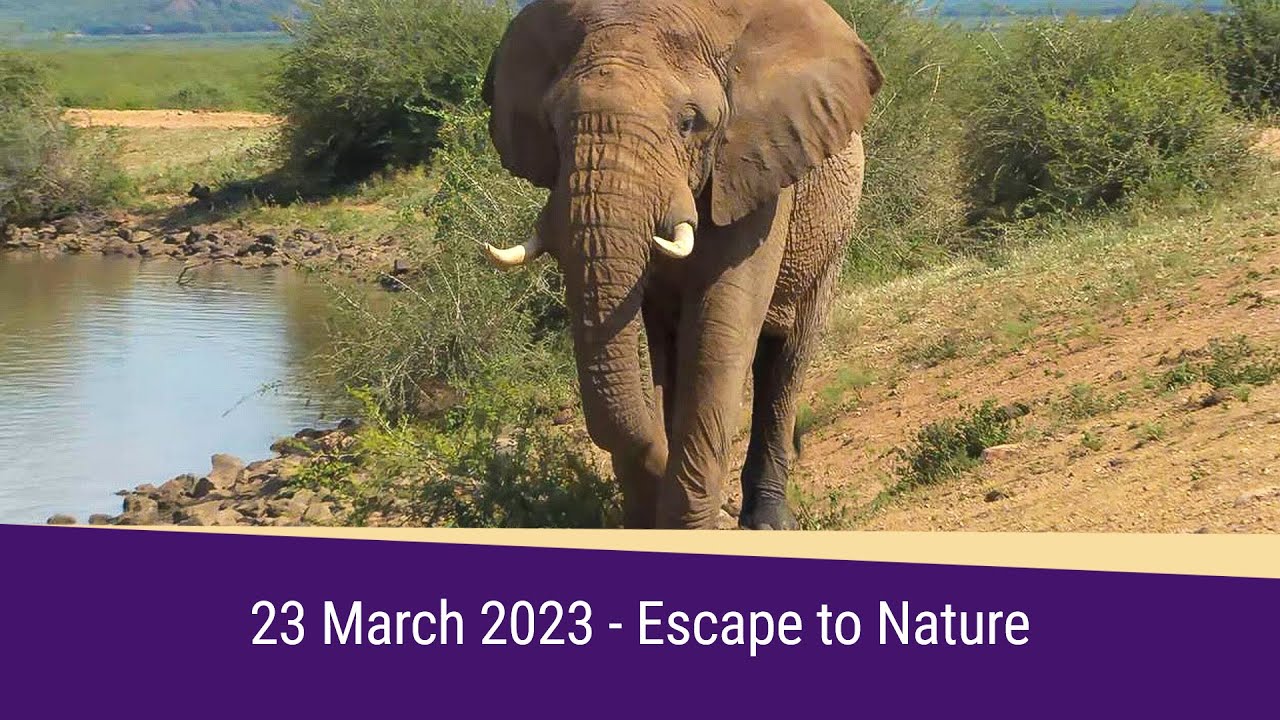 Escape to Nature Highlights 23 March 2023 - YouTube