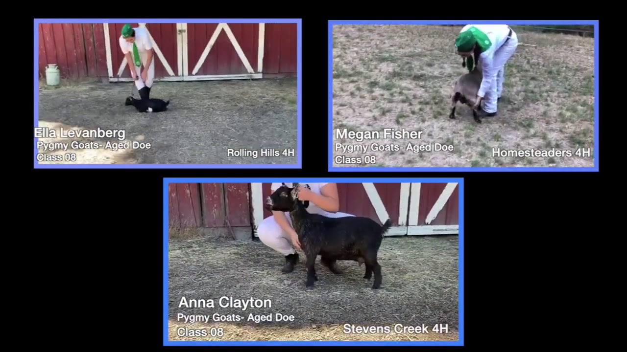 Pygmy Goats - Aged Doe - 2020 Santa Clara County Virtual Fair - YouTube