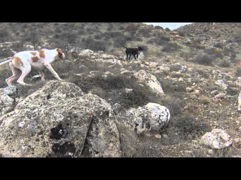 Tavşan Avı  GENÇ ARAS FAİ  RABBİT HUNTİNG Ferma, Hunting Videos - EN İYİ TAVŞAN FERMASI -Yüksel Aras