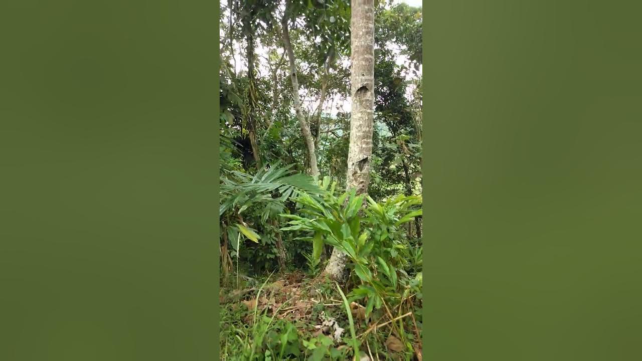 HANTING HARI INI LOKASI PEMAKAMAN KR MNGU - YouTube