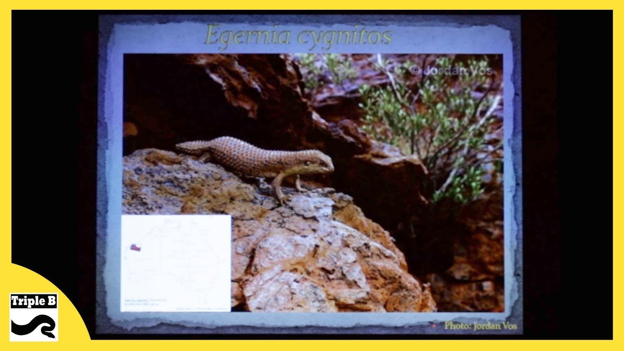 Egernia with Allen Repashy - Triple B TV Ep.196 - YouTube