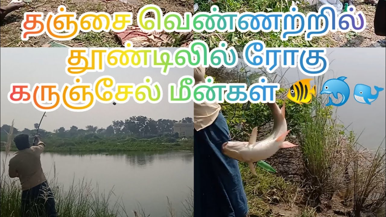 தஞ்சை வெண்ணாற்றில் தூண்டிலில் பிடித்த ரோகு கருஞ்சேல் மீன்கள் 🐋🐠🐬 spider ...