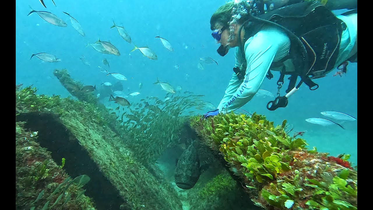 Goliath Groupers on the Jupiter Wreck Trek: September, 2022 - YouTube