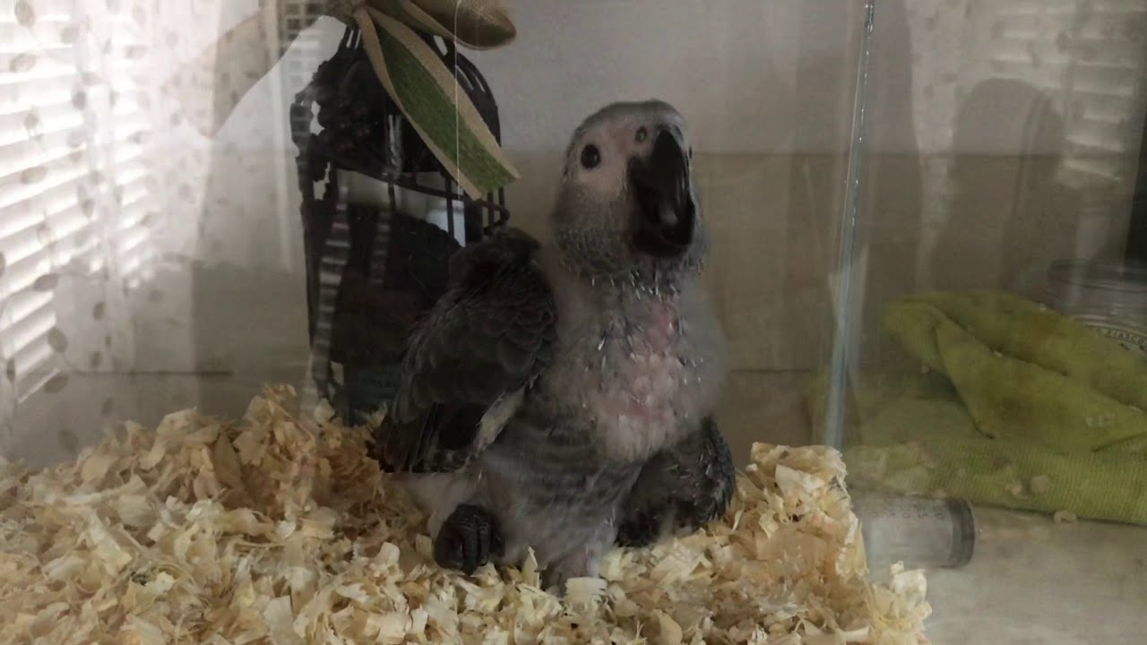 Baby African Grey 2 months - YouTube