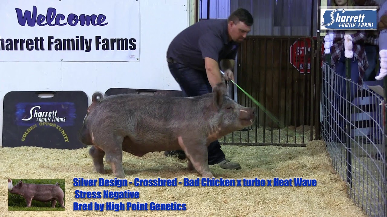 Silver Design Sharrett Boar Show - YouTube