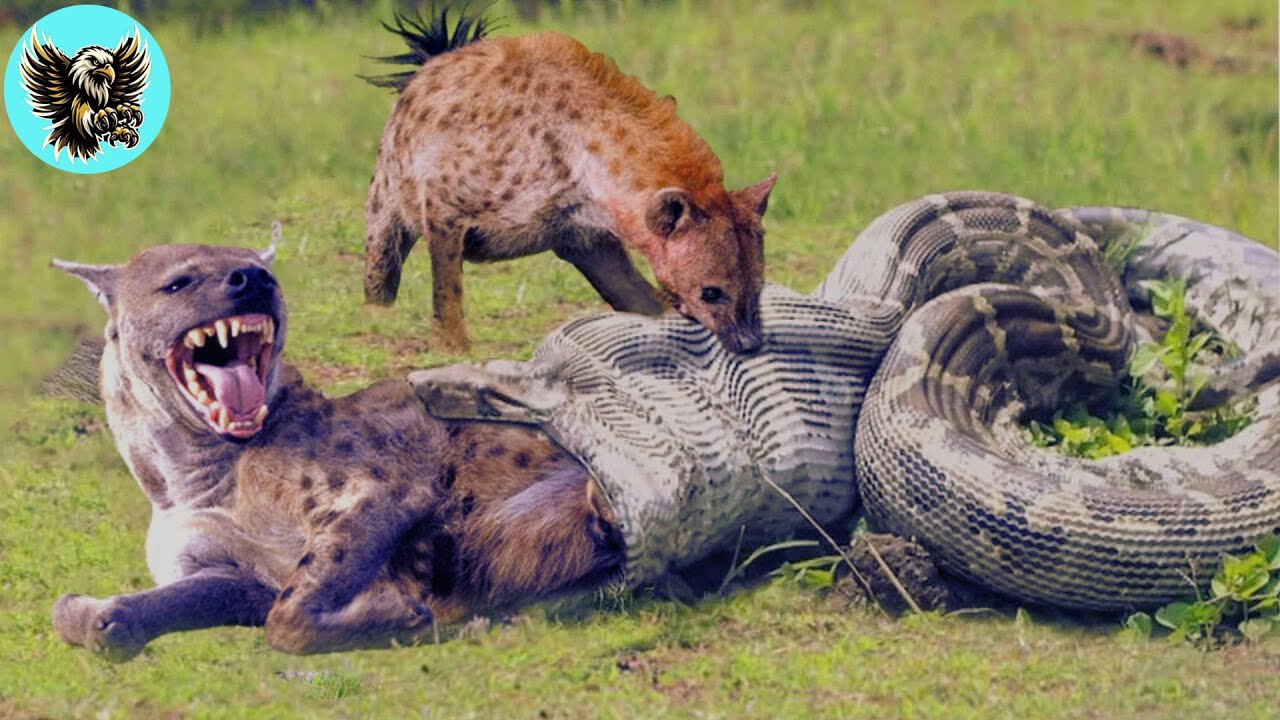 30 Moments When Pythons Hunted but Were Injured | What happens Next In Nature? | Animal Fights ...