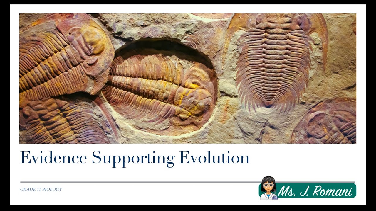 Lesson Video - Evidence Supporting Evolution - YouTube