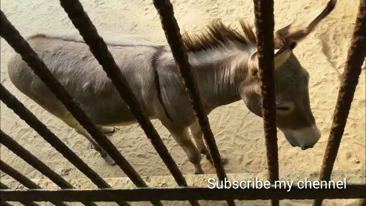 Dangerous Donkey | Dhaka Zoo. - YouTube