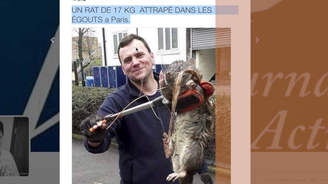 Fact Checking : un rat de 17kg retrouvé dans les égouts de Paris ...