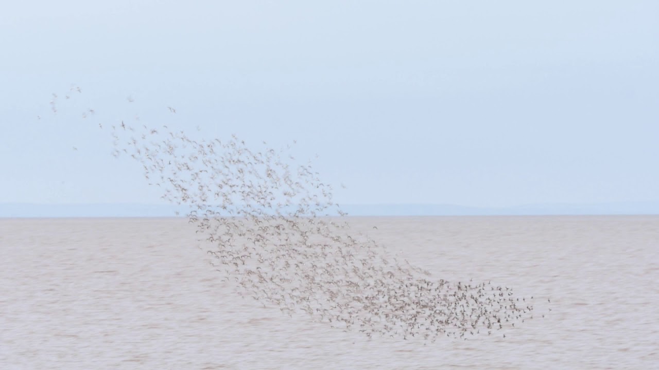 Sandpiper Migration 2019 - YouTube