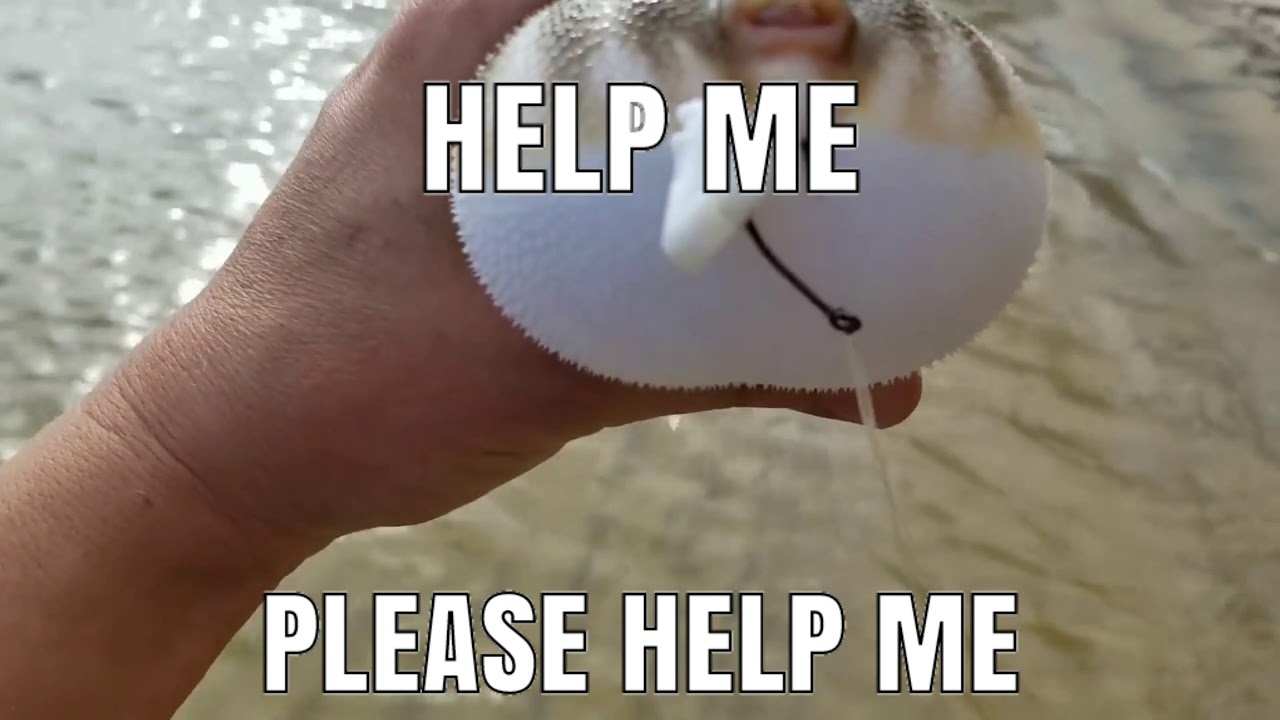 pufferfish meme - YouTube