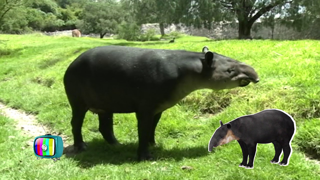 Tapir Centroamericano | Africam Safari - YouTube