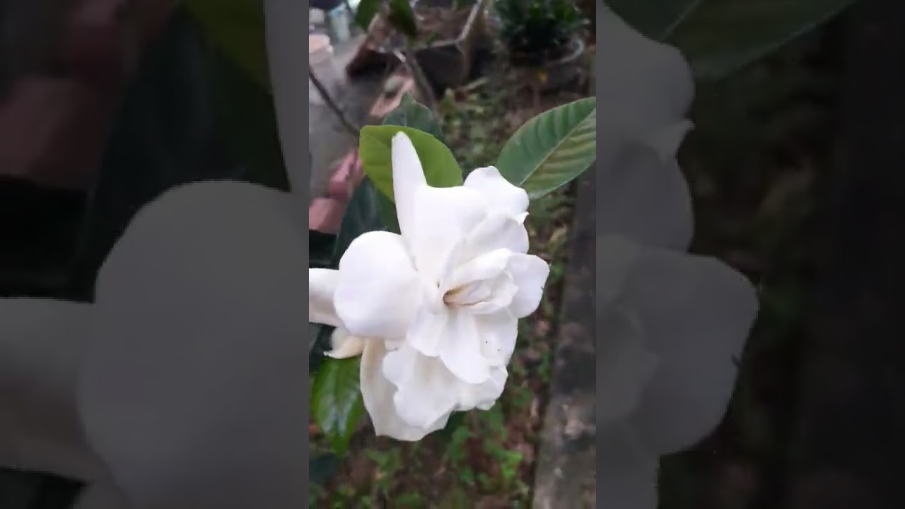 PINAKA MABANGO NA BULAKLAK|ROSAL #shortvideo #short - YouTube